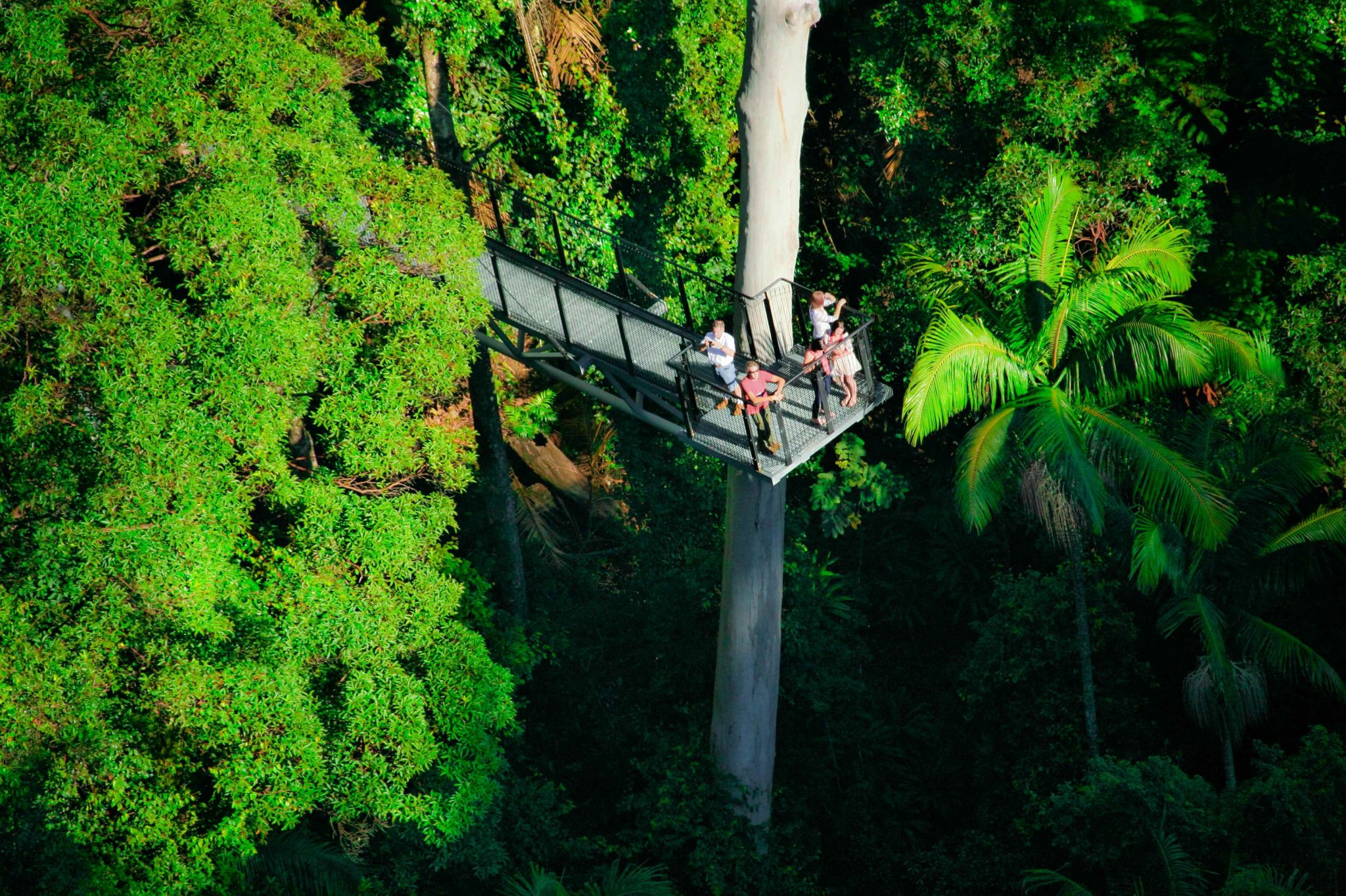 TAMBORINE MOUNTAIN PRIVATE TOUR | AUSTRALIAN PRIVATE TOURS